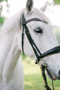The Equestrian Wedding Inspo at Biltmore Estate in North Carolina